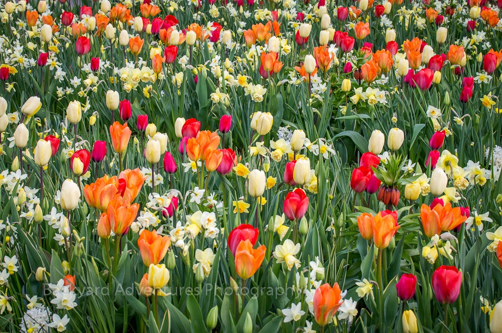 Keukenhof Gardens, Holland – Backyard Adventures Photography
