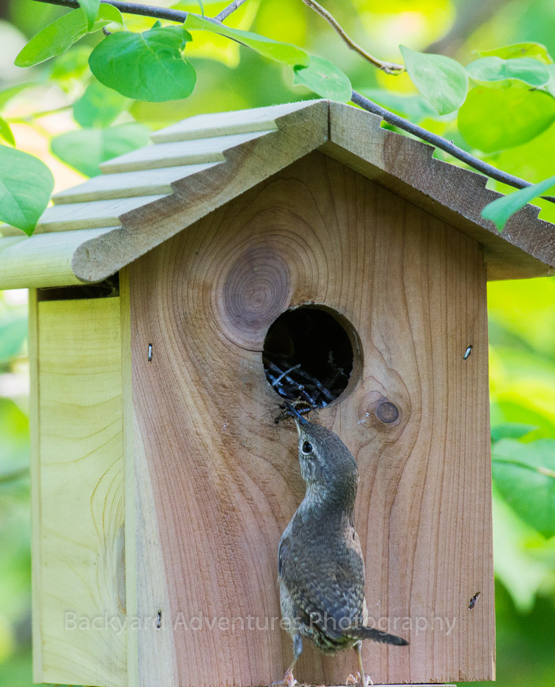 Return of the House Wrens – Backyard Adventures Photography