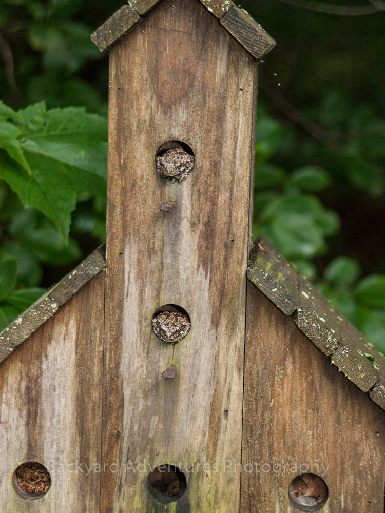 Tree Frogs – Backyard Adventures Photography