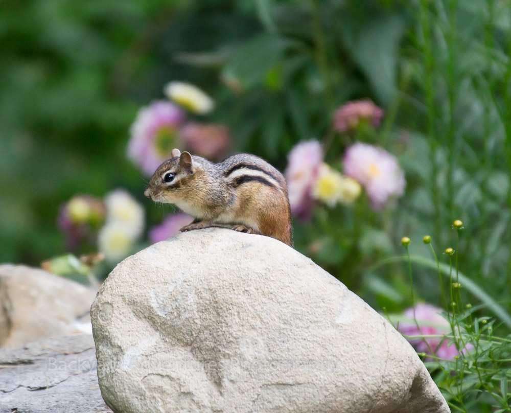 Turkeys, Chipmunks & Spiders, Oh My! – Backyard Adventures Photography