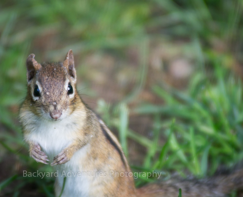Turkeys, Chipmunks & Spiders, Oh My! – Backyard Adventures Photography