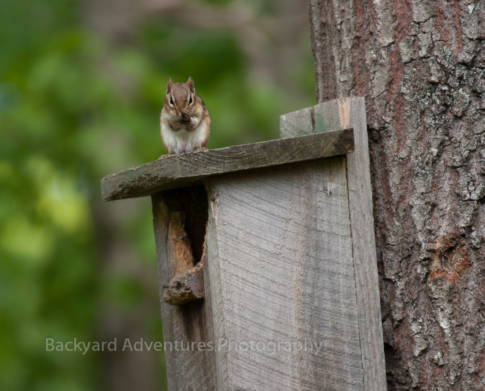 Turkeys, Chipmunks & Spiders, Oh My! – Backyard Adventures Photography