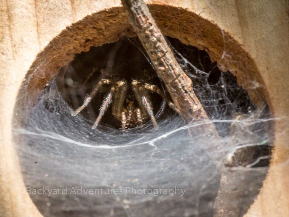 Turkeys, Chipmunks & Spiders, Oh My! – Backyard Adventures Photography