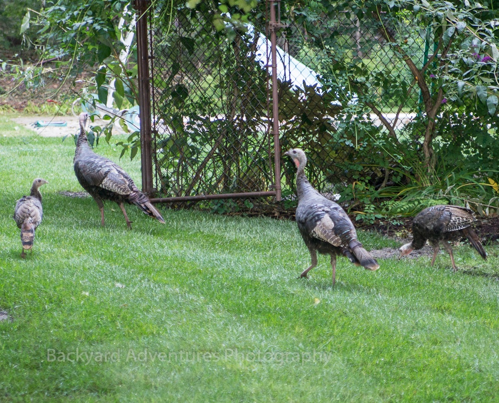 Turkeys, Chipmunks & Spiders, Oh My! – Backyard Adventures Photography