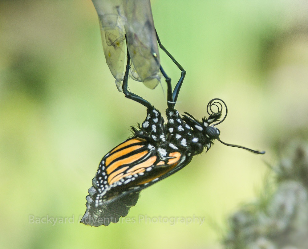 Monarch Butterfly – Backyard Adventures Photography