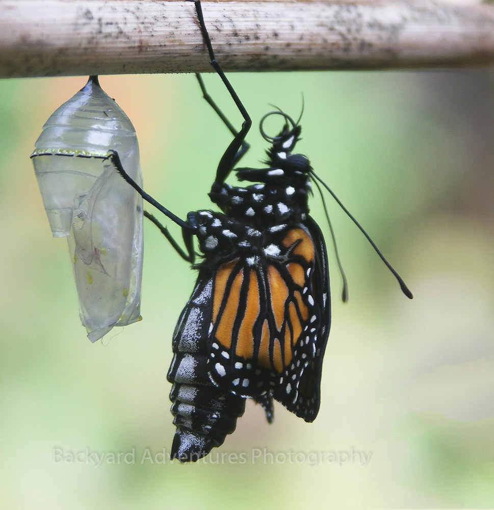 Monarch Butterfly – Backyard Adventures Photography