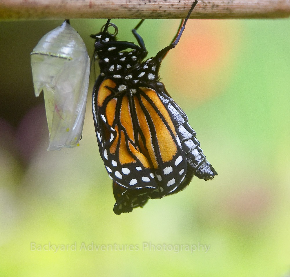 Monarch Butterfly – Backyard Adventures Photography
