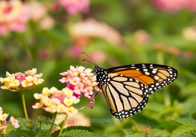 Monarch Butterfly – Backyard Adventures Photography