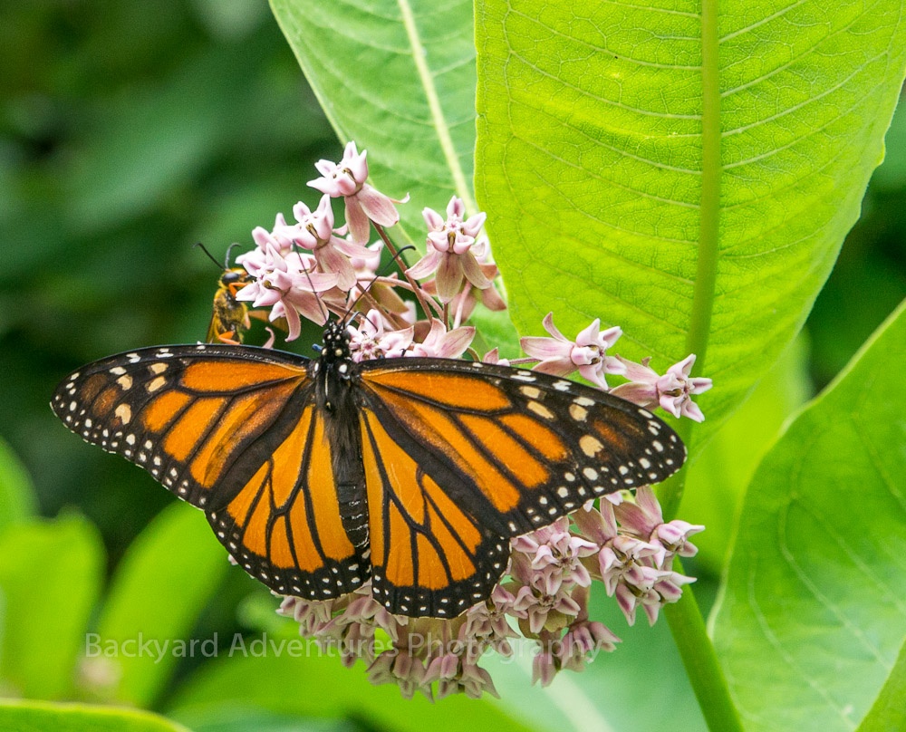 Monarch Butterfly – Backyard Adventures Photography