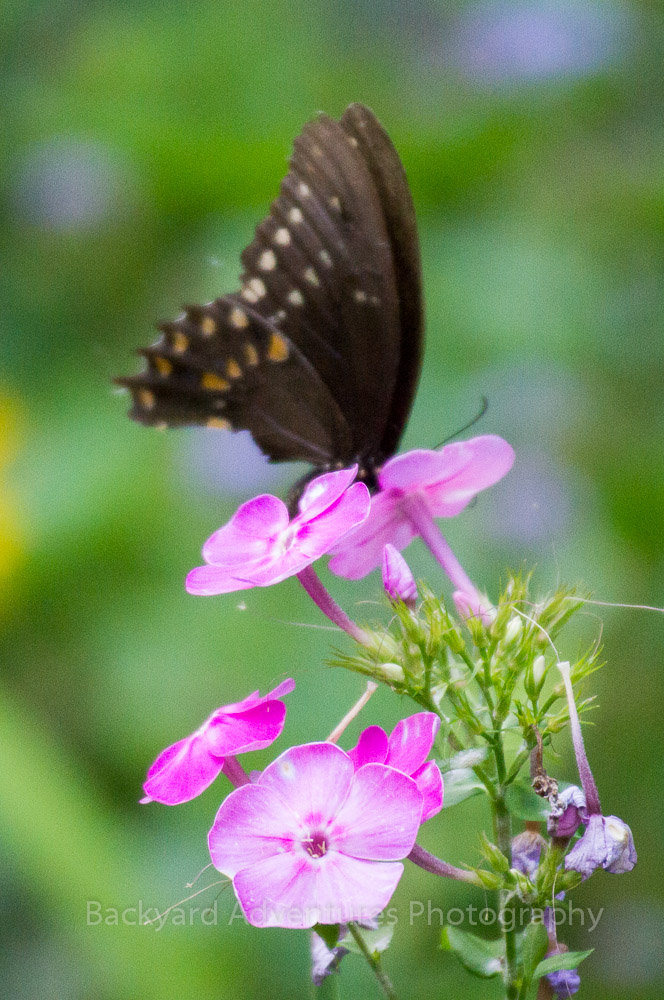 Eastern Black Swallowtail Butterfly – Backyard Adventures Photography