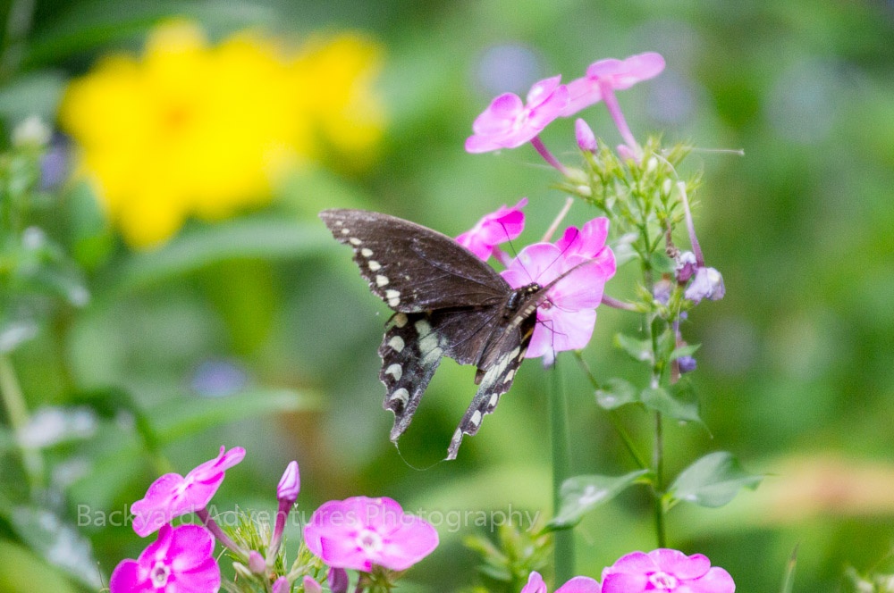 Eastern Black Swallowtail Butterfly – Backyard Adventures Photography