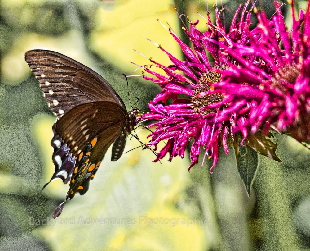Eastern Black Swallowtail Butterfly – Backyard Adventures Photography
