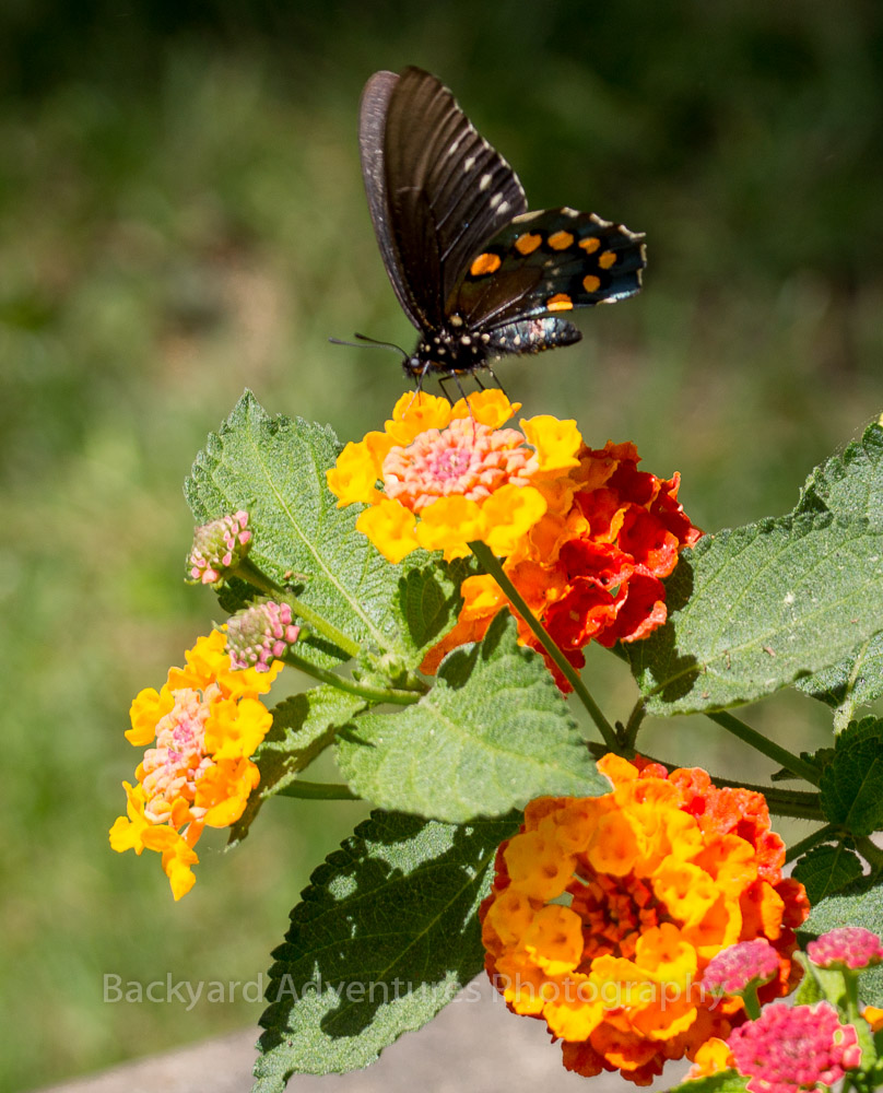 Eastern Black Swallowtail Butterfly – Backyard Adventures Photography