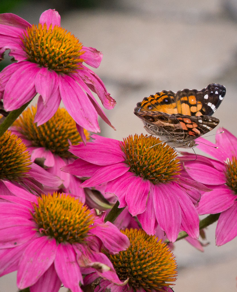 Painted Lady – Backyard Adventures Photography